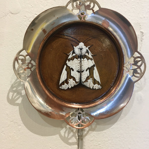 South Island Lichen Moth - Original Painting - The Cool Store Gallery