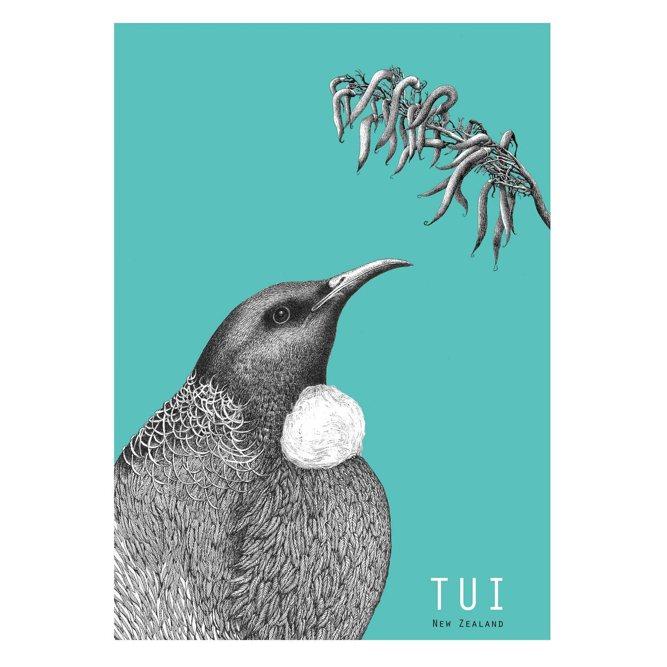 Tui - Limited Edition Print – The Coolstore Gallery