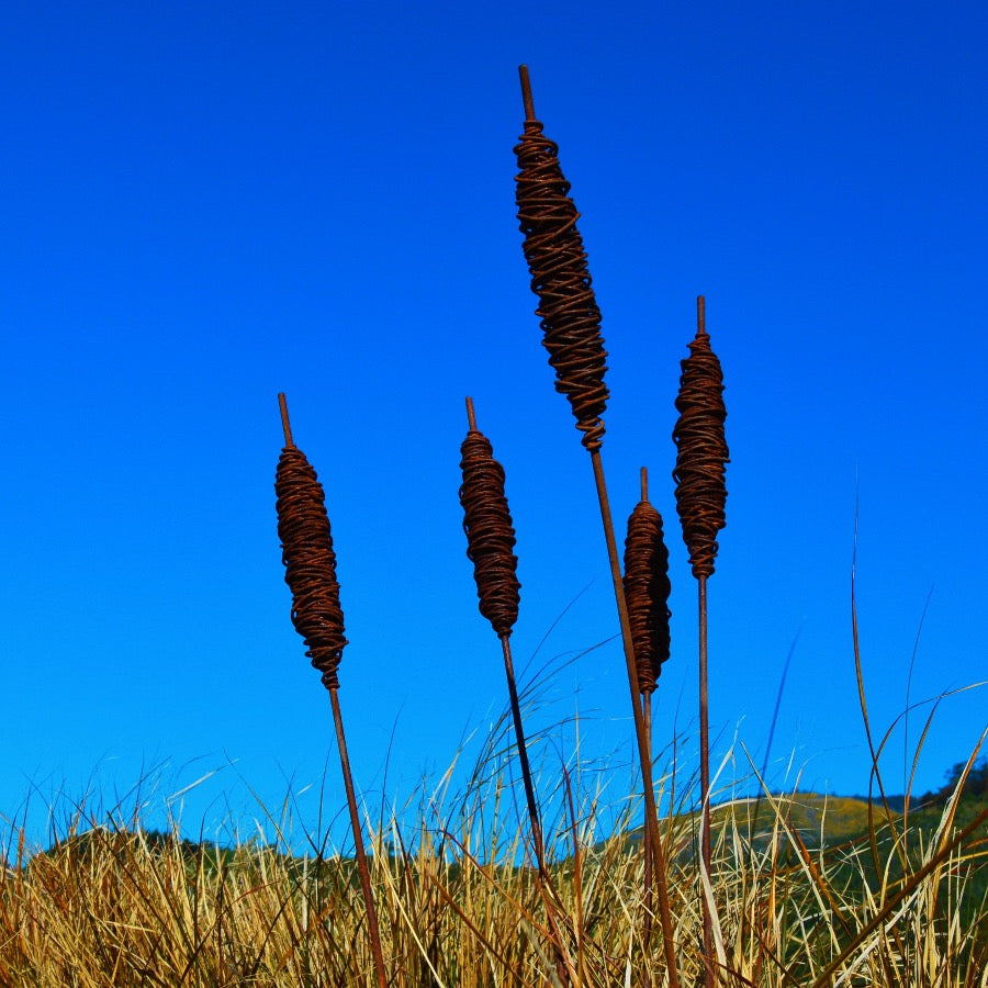 Rusty Raupo and Seed Pods (bulrushes) – The Coolstore Gallery
